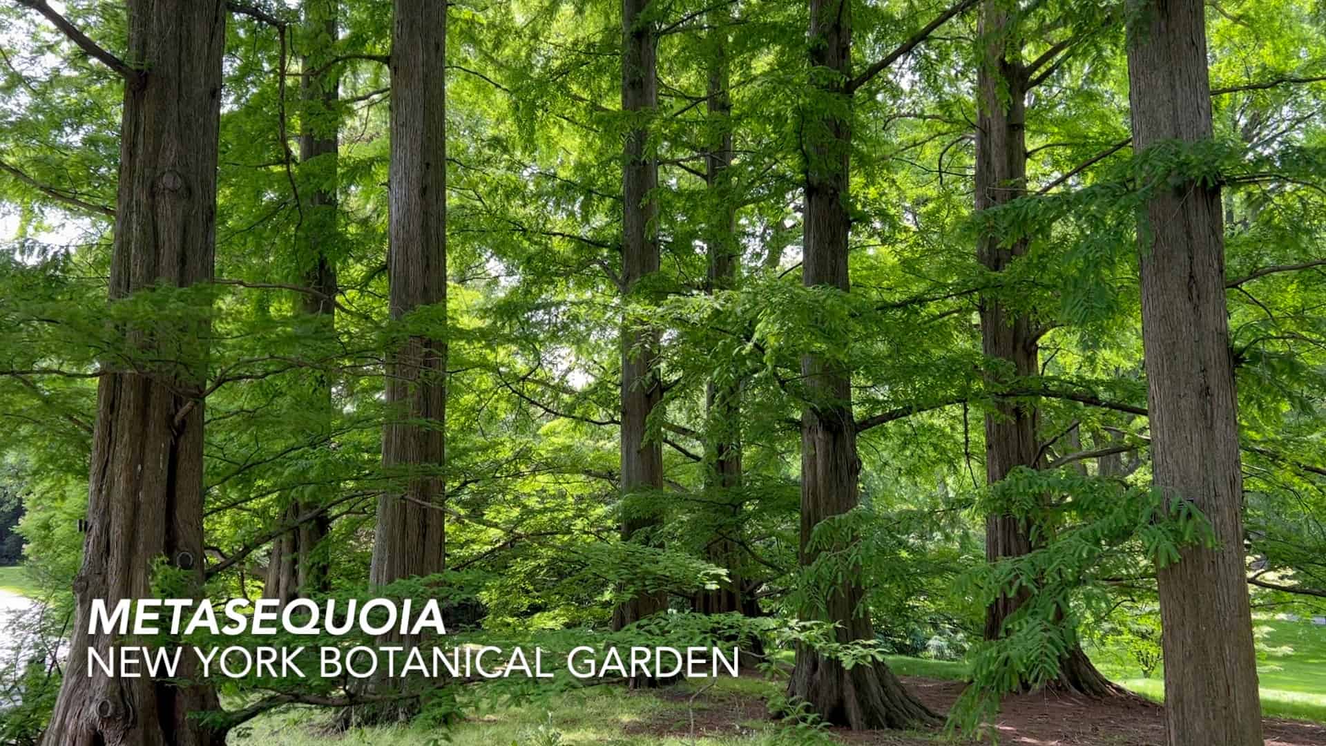 Captivating Elegance: The New York Botanical Garden’s Natural Wonders ...