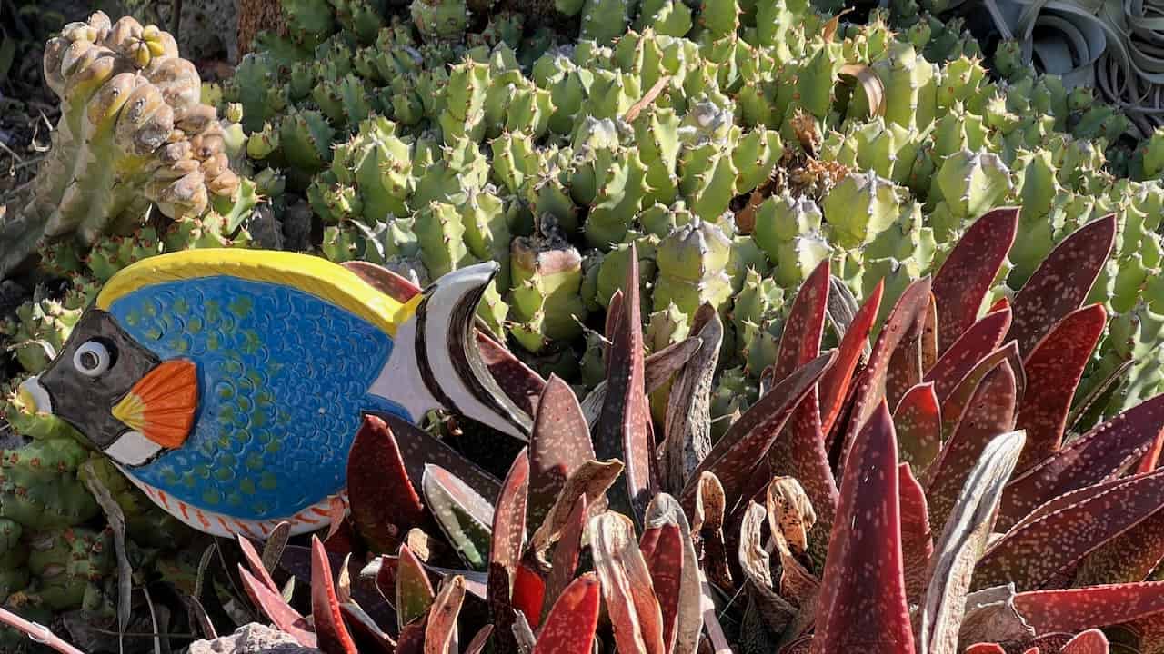 San Diego Botanic Garden: A Tapestry of Nature’s Wonders – Garden ...